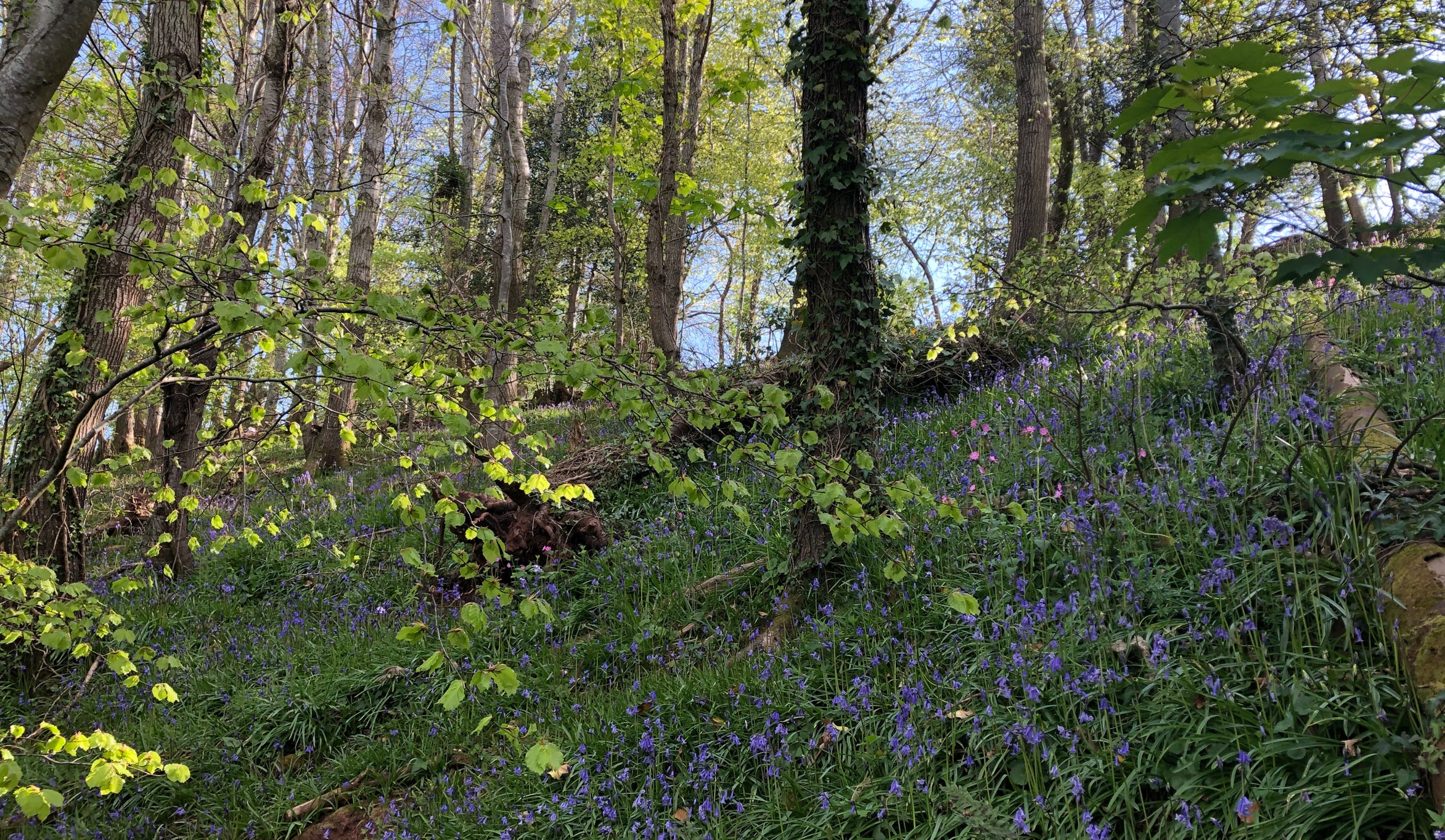 Friends of Shillingford Wood